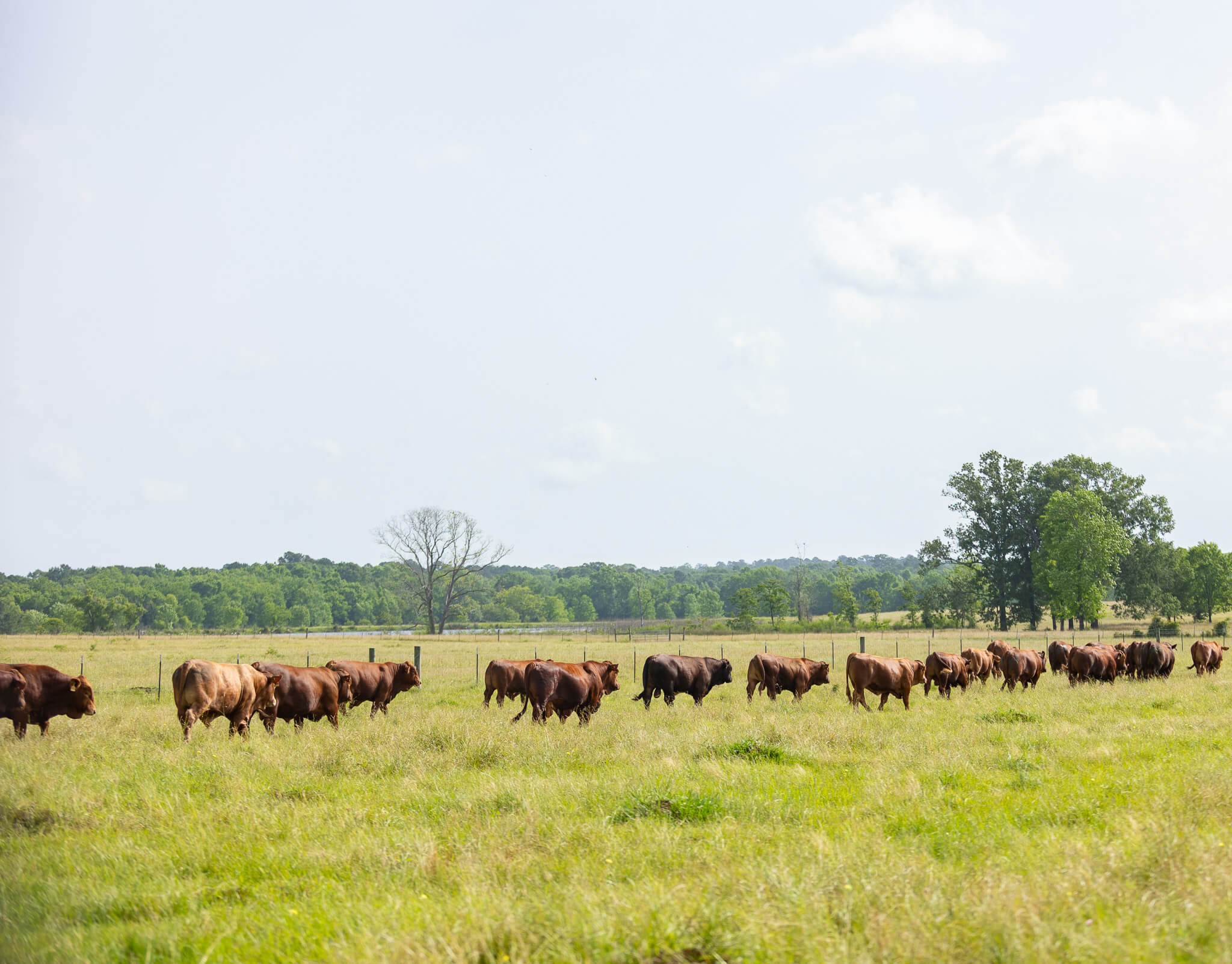 Home - Beefmaster Breeders United