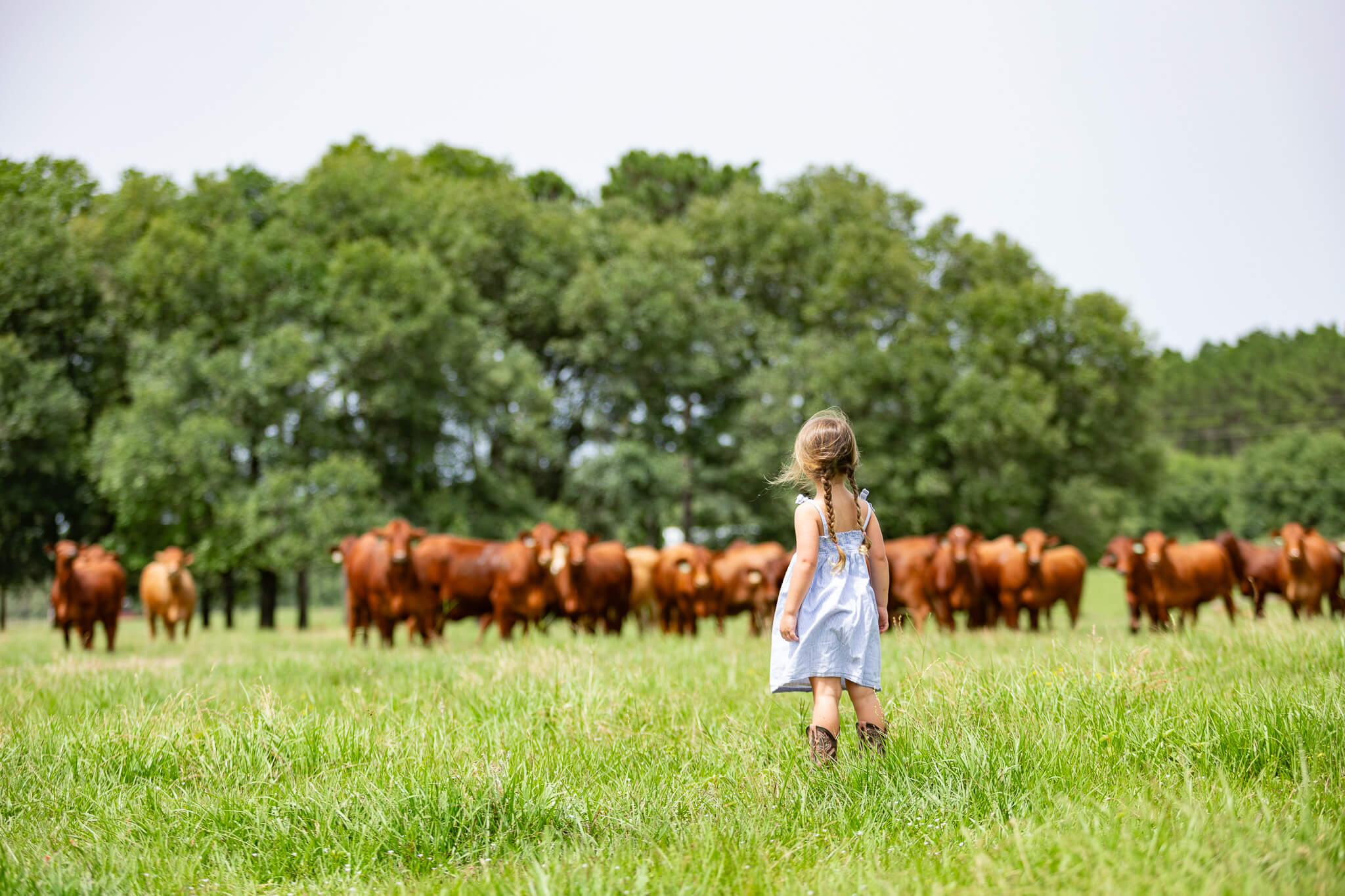 Home - Beefmaster Breeders United